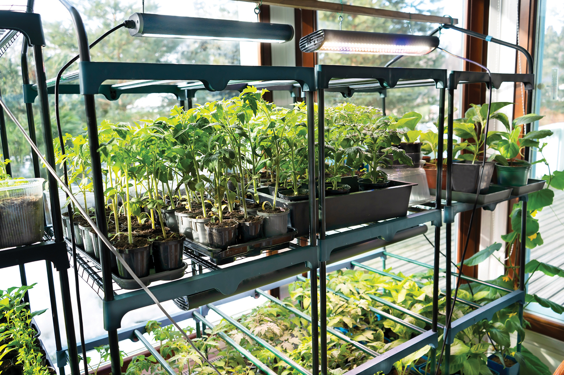 Starting Plants Indoors – Mother Earth News